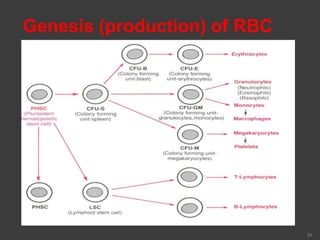 6- Blood Physiology.ppt