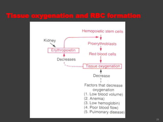 6- Blood Physiology.ppt