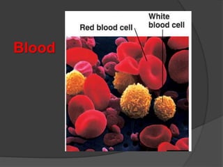 6- Blood Physiology.ppt