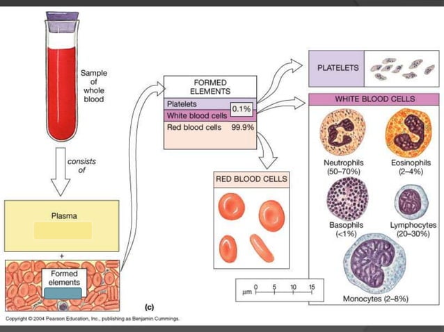 6- Blood Physiology.ppt