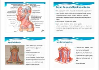 6 boyun-dis-3-2015 | PDF