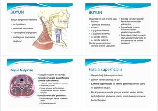 6 boyun-dis-3-2015 | PDF