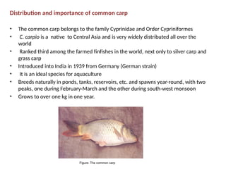 BIOLOGY AND Breeding of common carp.pptx