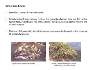BIOLOGY AND Breeding of common carp.pptx