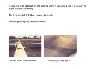 BIOLOGY AND Breeding of common carp.pptx