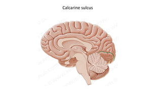 6-Cerebrum (1).pptx anatomy and physiology | PPTX