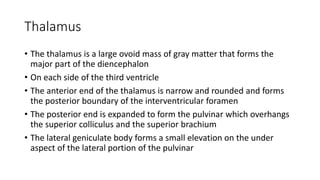 6-Cerebrum (1).pptx anatomy and physiology | PPTX