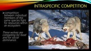 ENVI 6 community ecology FINAL | PPTX