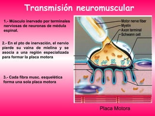 6. Contmuscular | PPT