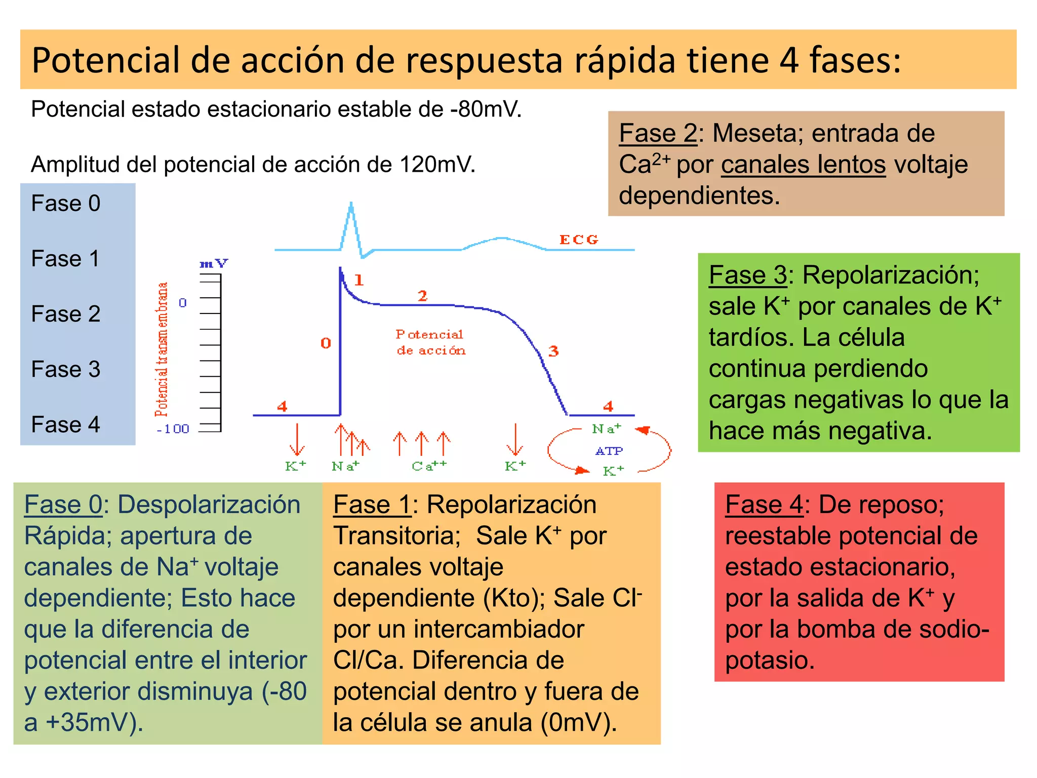 6 contraccion muscular-cardiaco uam | PPTX