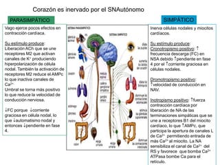 6 contraccion muscular-cardiaco uam | PPTX