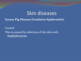 6. different kinds of swine diseases | PPTX