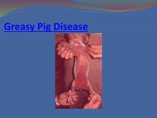6. different kinds of swine diseases | PPTX
