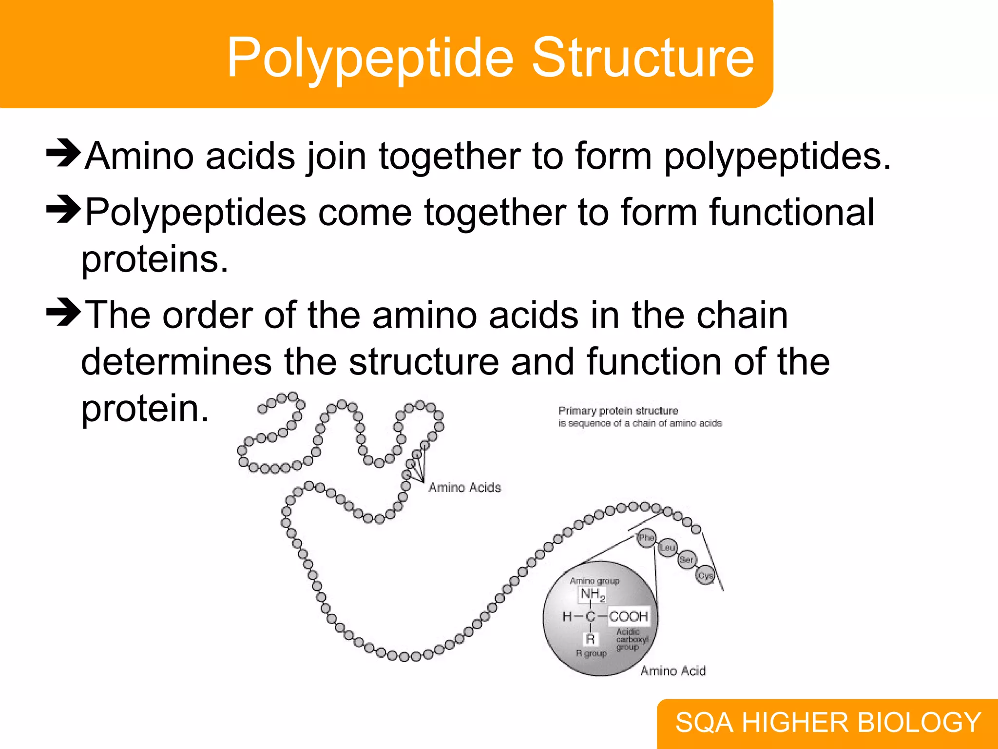 6. DNA | PPT