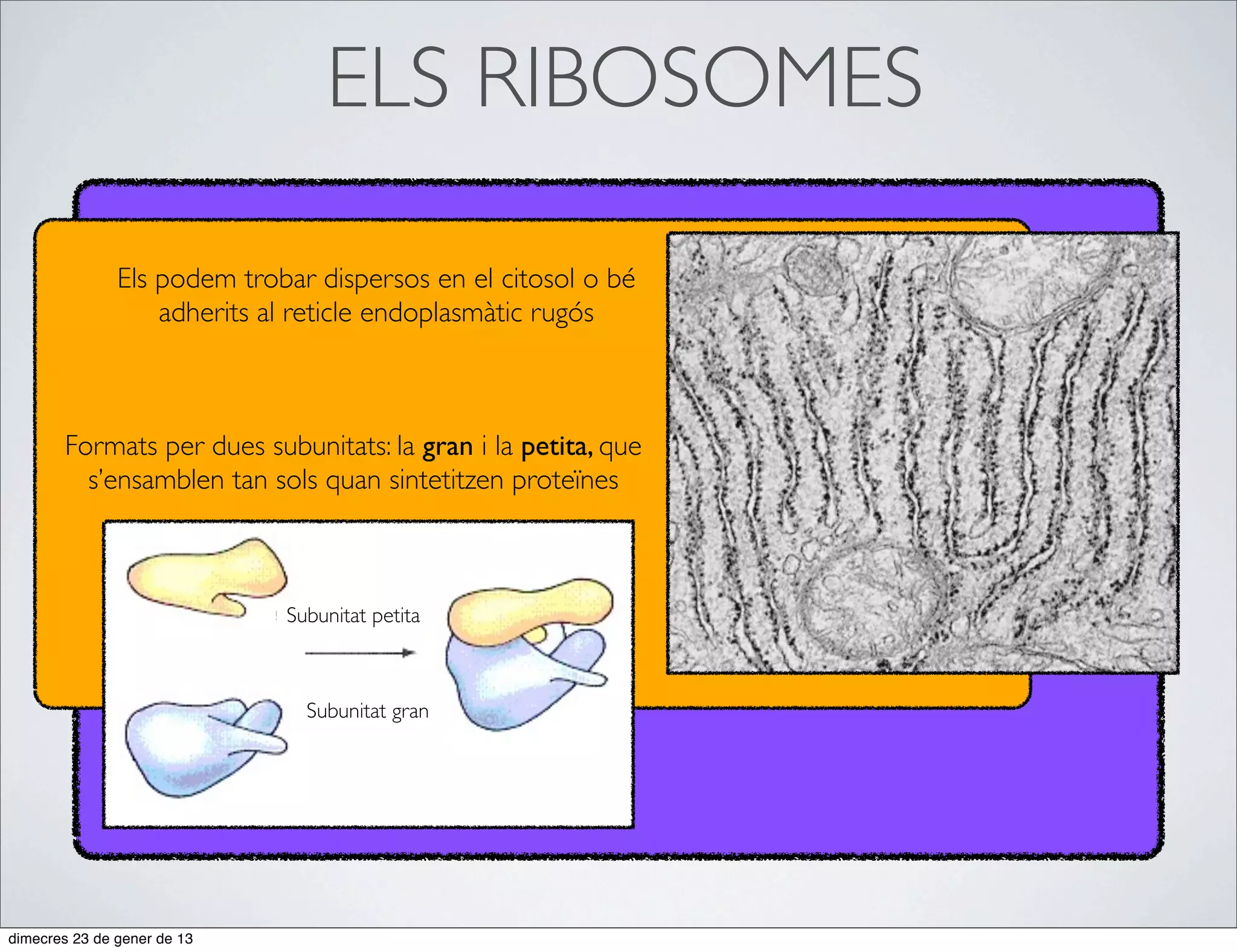 42. els ribosomes | PDF