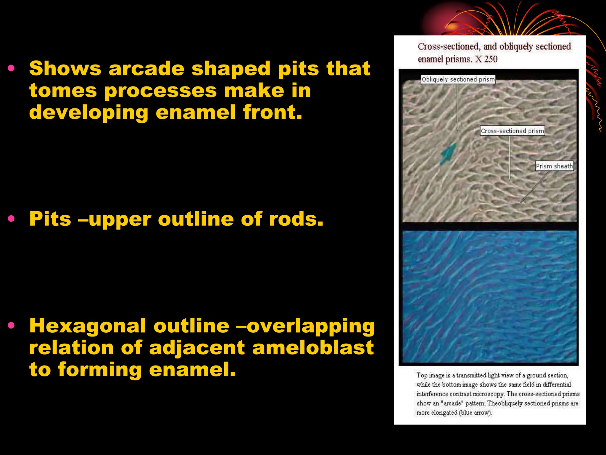 Structure of the first layer of tooth Enamel .ppt