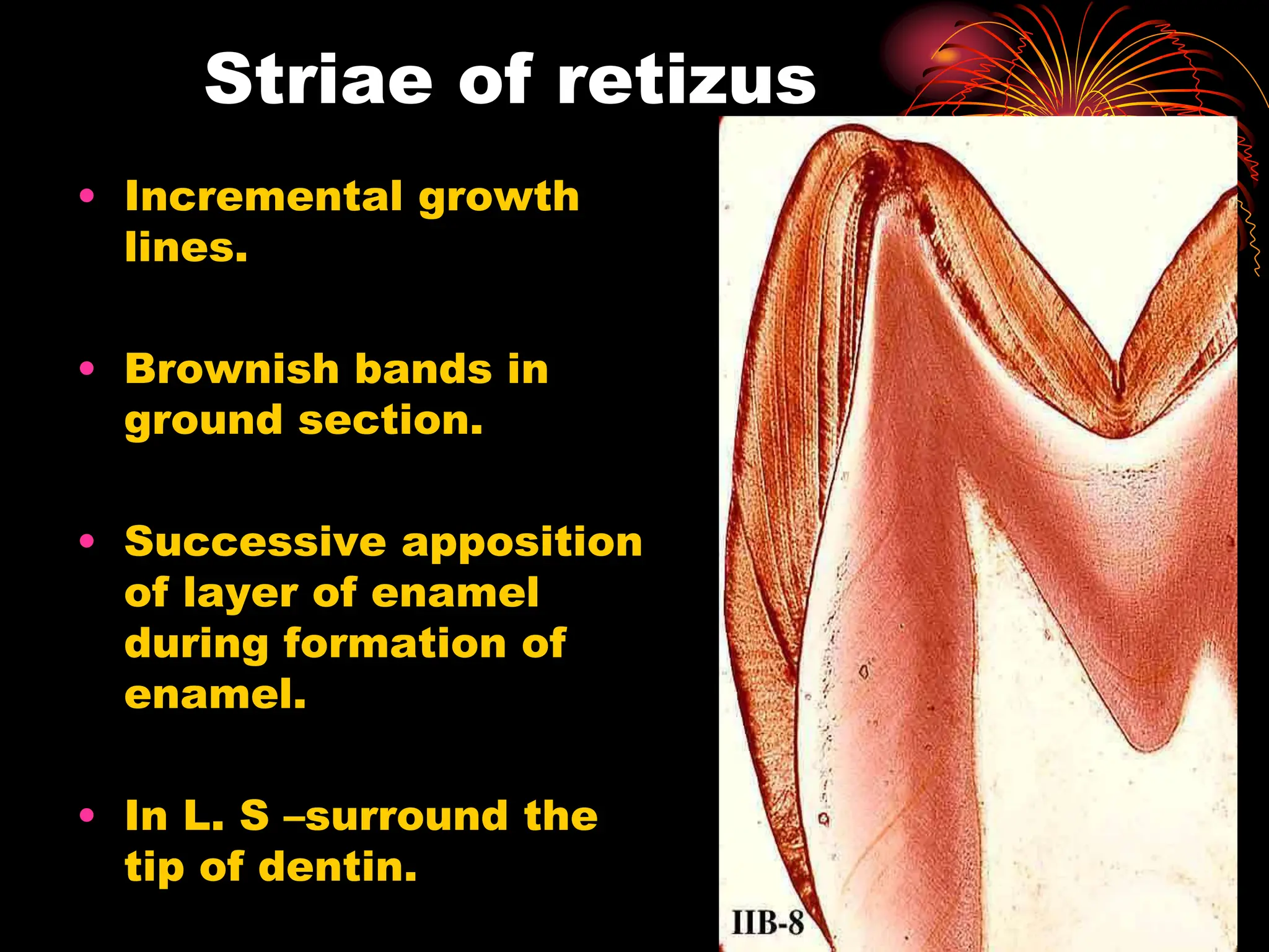 Structure of the first layer of tooth Enamel .ppt