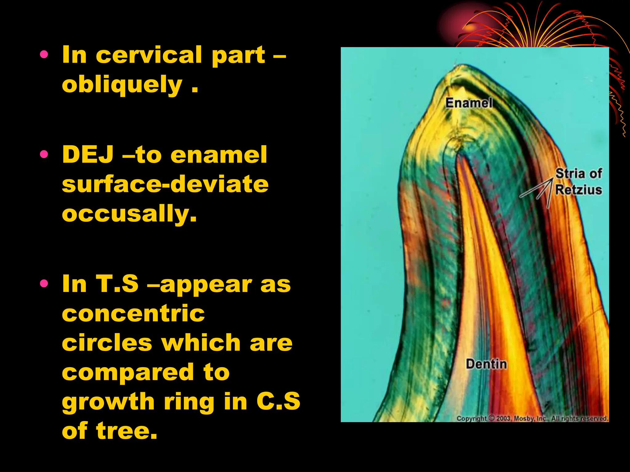 Structure of the first layer of tooth Enamel .ppt