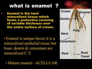 Structure of the first layer of tooth Enamel .ppt