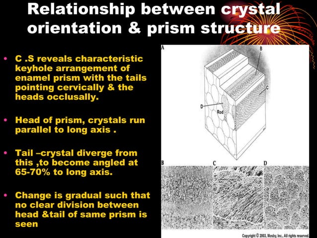 Structure of the first layer of tooth Enamel .ppt