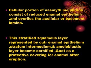 Structure of the first layer of tooth Enamel .ppt