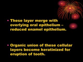 Structure of the first layer of tooth Enamel .ppt