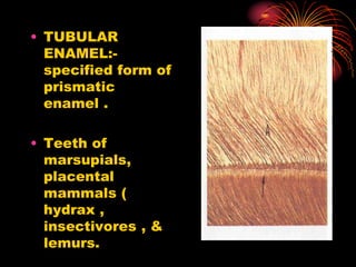 Structure of the first layer of tooth Enamel .ppt