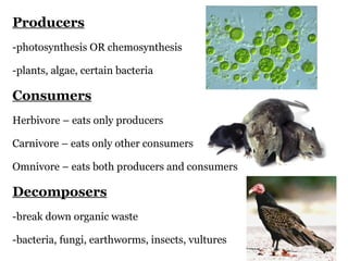 Energy Flow | PPT | Biological Sciences | Science
