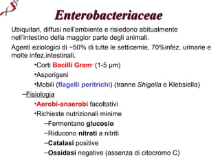 6. enterobacteriaceae | PPT