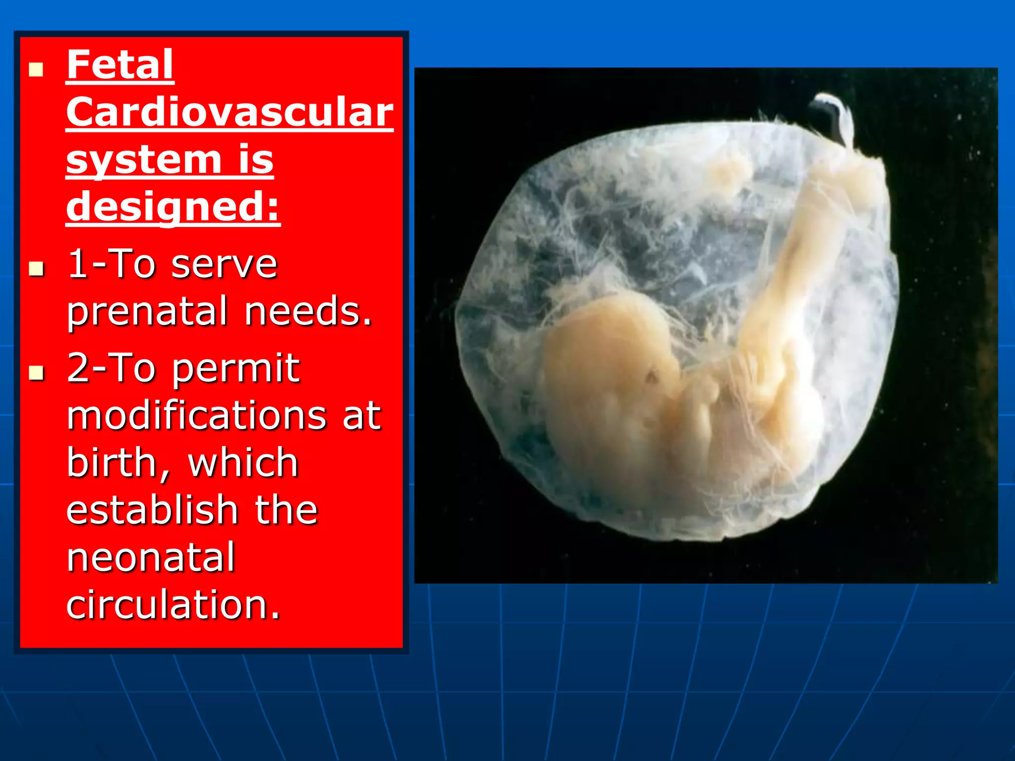 6- Fetal circulation.ppt