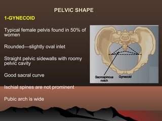 fetus and gynaecoid pelvis | PPT