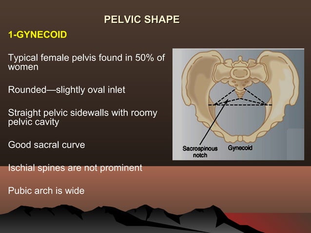 fetus and gynaecoid pelvis