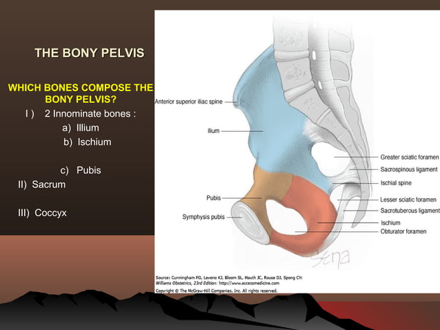 fetus and gynaecoid pelvis | PPT | Pregnancy | Reproductive Health