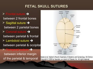 fetus and gynaecoid pelvis | PPT