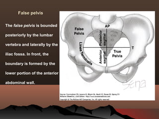 fetus and gynaecoid pelvis | PPT