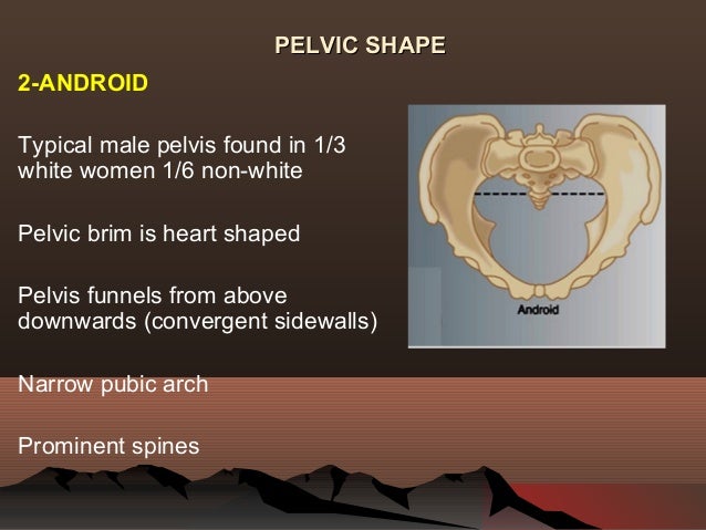 fetus and gynaecoid pelvis