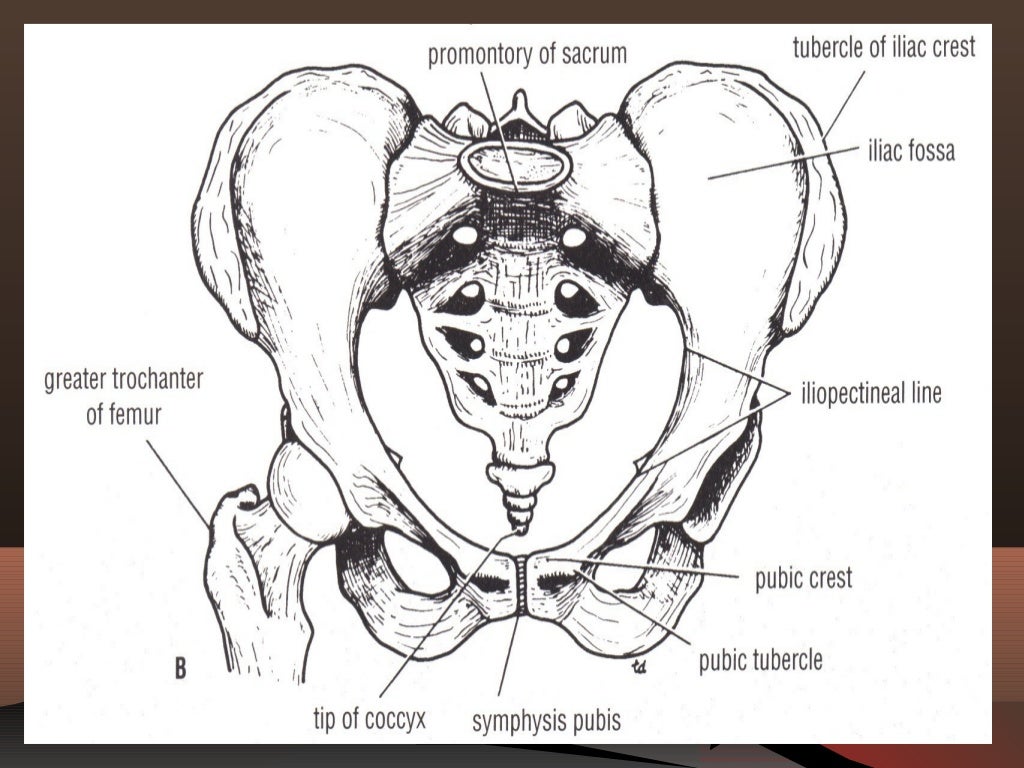 fetus and gynaecoid pelvis