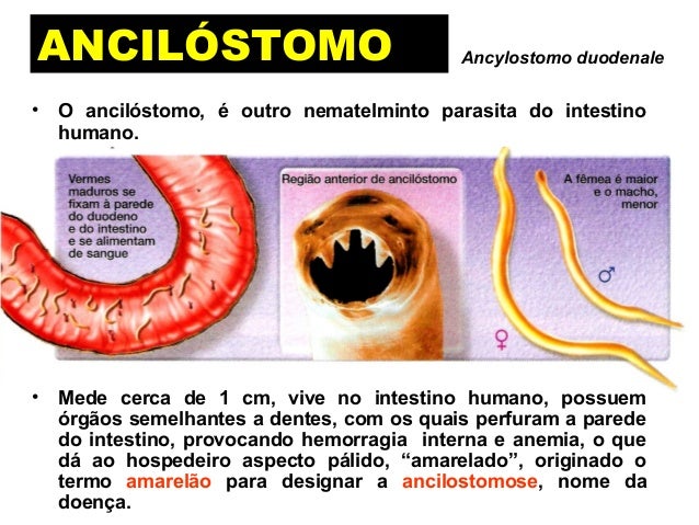 Filo dos nematelmintos
