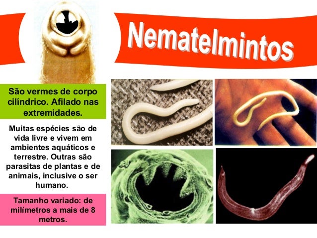 Filo dos nematelmintos