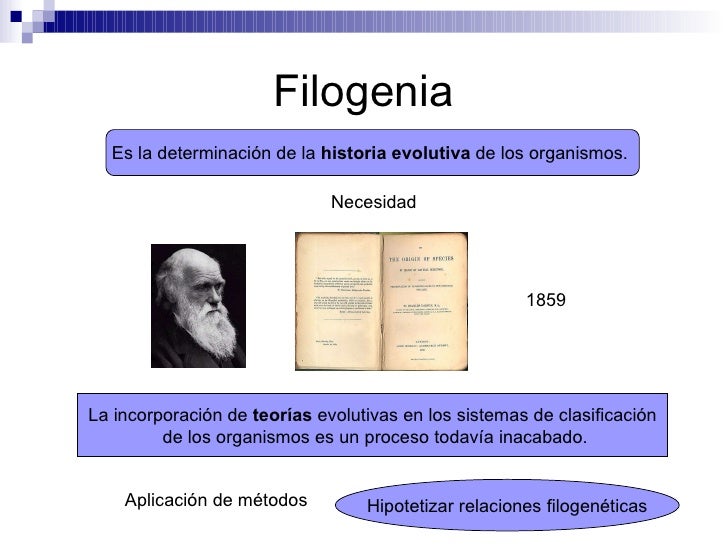 Filogenia y clasificación