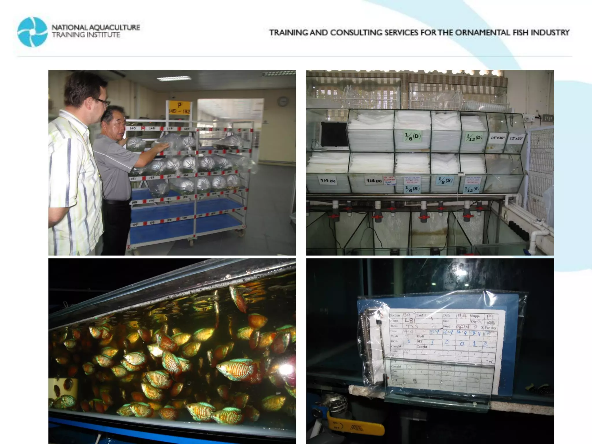 How to pack Aquarium Fish for transportation? | PDF