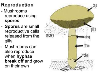 6-fungi.ppt