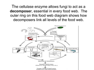 kingdom fungi ( heterotrophs ) | PPT
