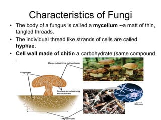 kingdom fungi ( heterotrophs ) | PPT