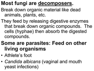 kingdom fungi ( heterotrophs ) | PPT