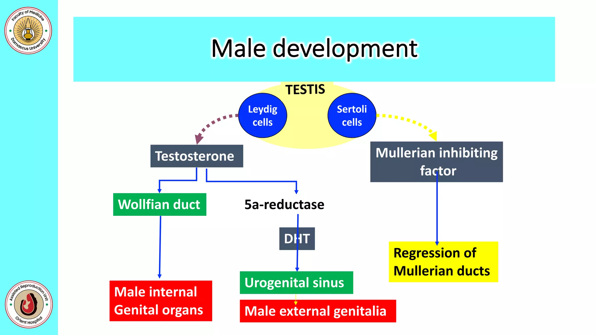 Genital system anomalies (1): Hermaphroditism | PDF