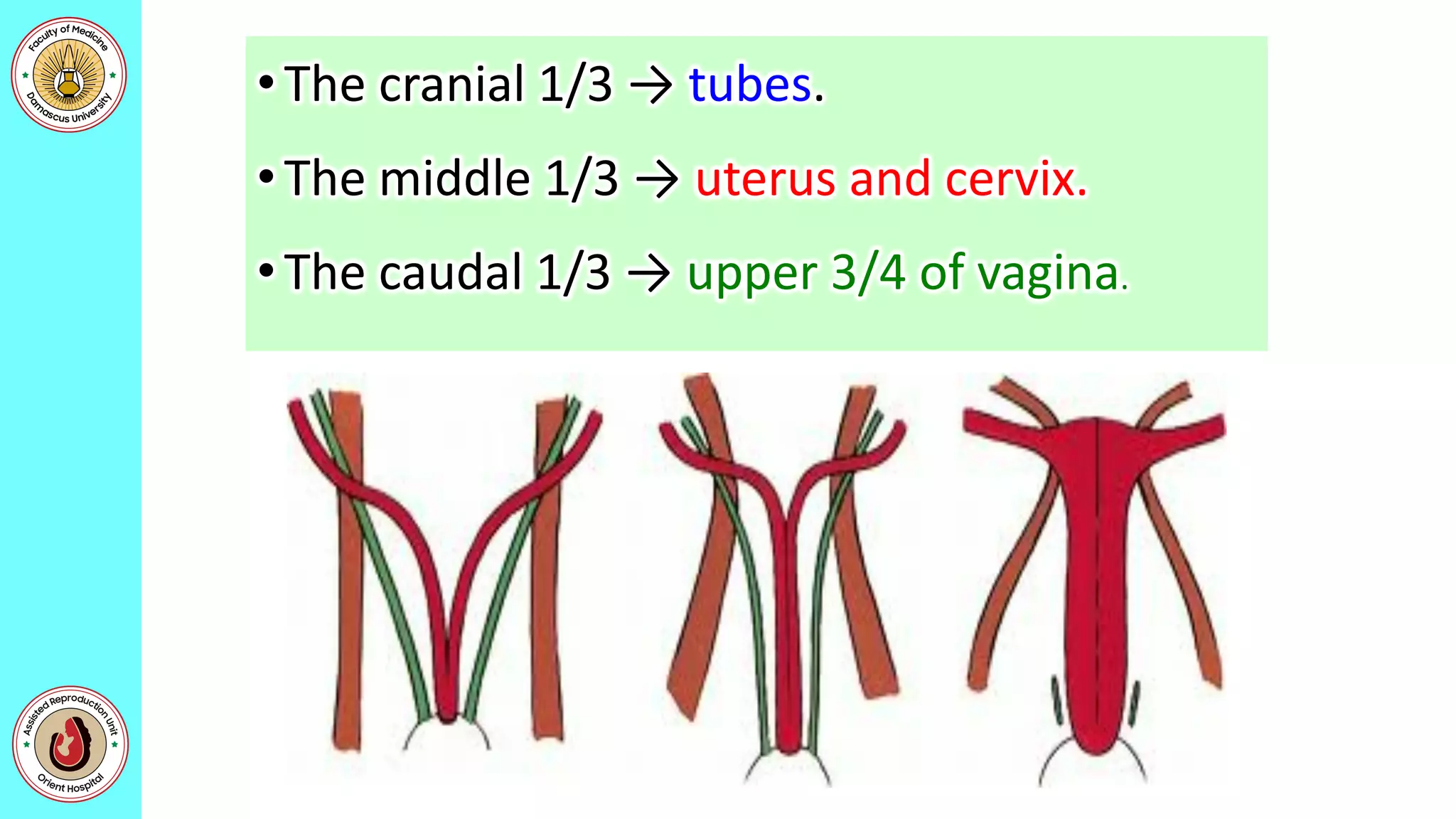 Genital system anomalies (1): Hermaphroditism | PDF