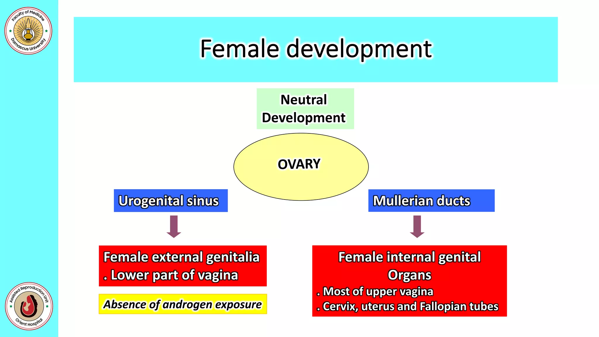 Genital system anomalies (1): Hermaphroditism | PDF