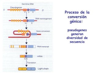 6. genética de la diversidad de inmunoglobulina y receptor de célula t ...