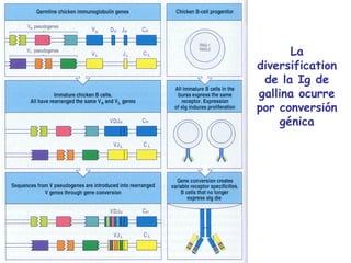 6. genética de la diversidad de inmunoglobulina y receptor de célula t ...